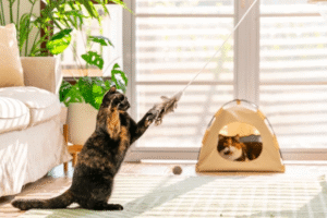 Best Cat Toys For Indoor Cats And Top Interactive Picks For Happy ...